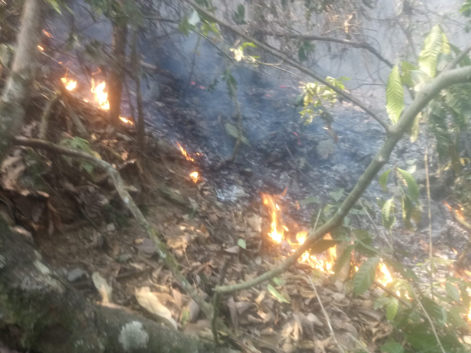 La Paz: Zongo Trópico se declara en emergencia por incendios en 6 ...
