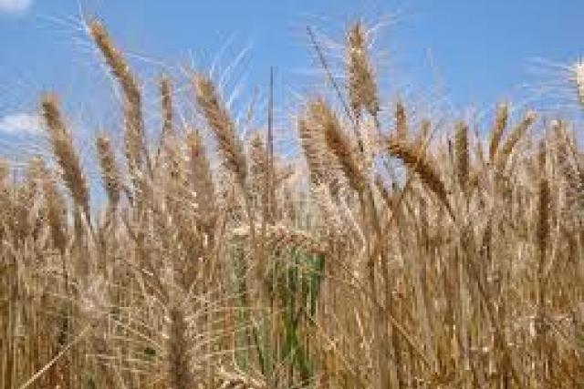 Programa De Trigo Cuenta Con Bs 160 Millones Para Aumentar Producción